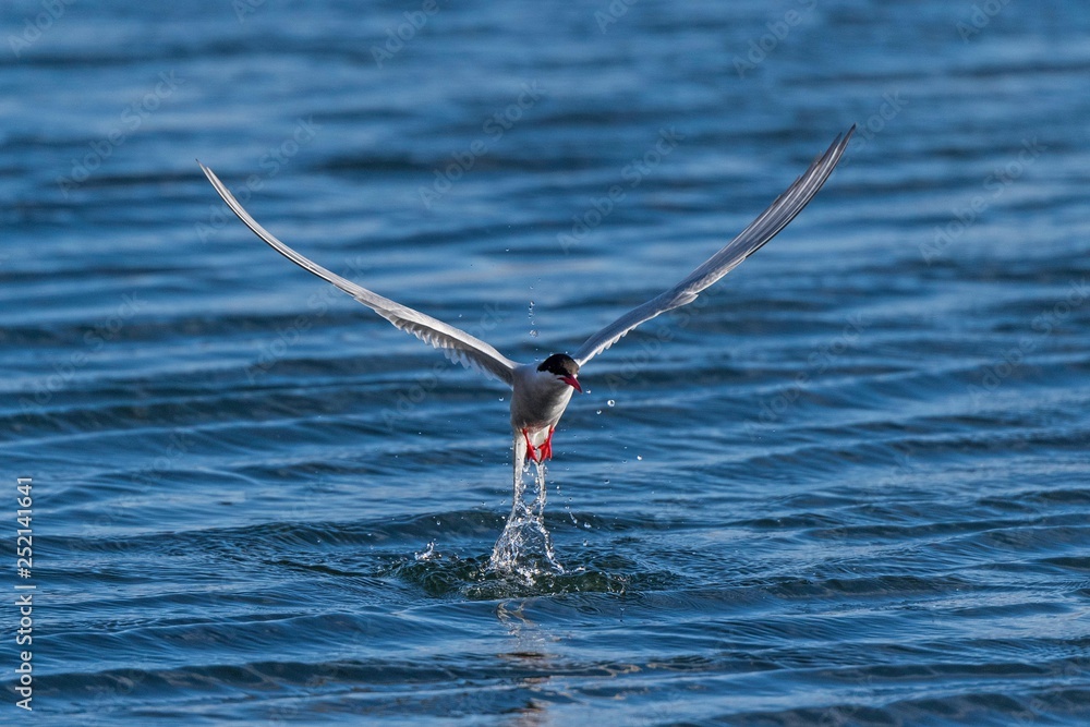Arctic tern (Sterna paradisaea), in flight while fishing over the sea ...