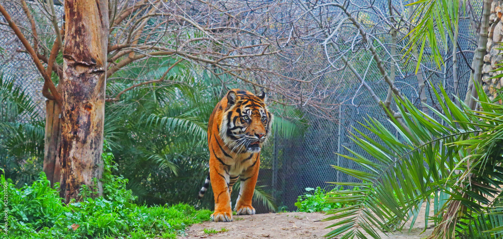 Sumatran Tiger - Critically Endangered Animal Stock Photo | Adobe Stock
