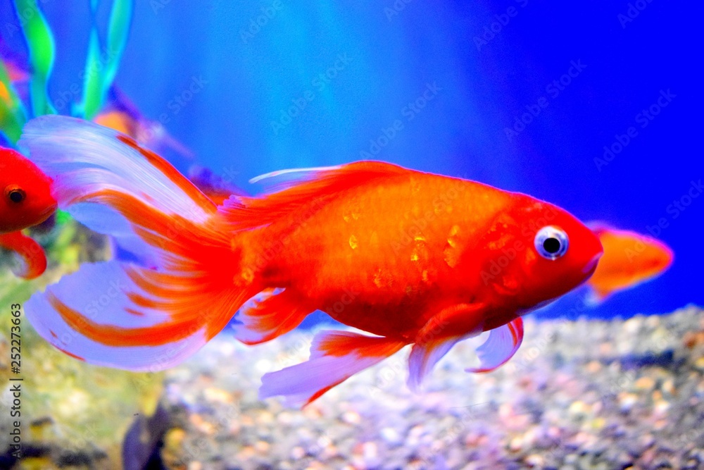 Photo Stock The goldfish (Carassius auratus) is a freshwater fish in ...