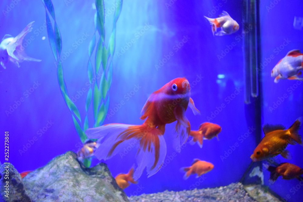 Photo Stock The goldfish (Carassius auratus) is a freshwater fish in ...