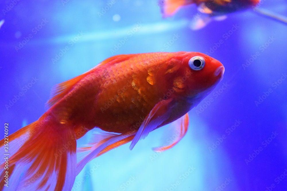 The goldfish (Carassius auratus) is a freshwater fish in the family ...