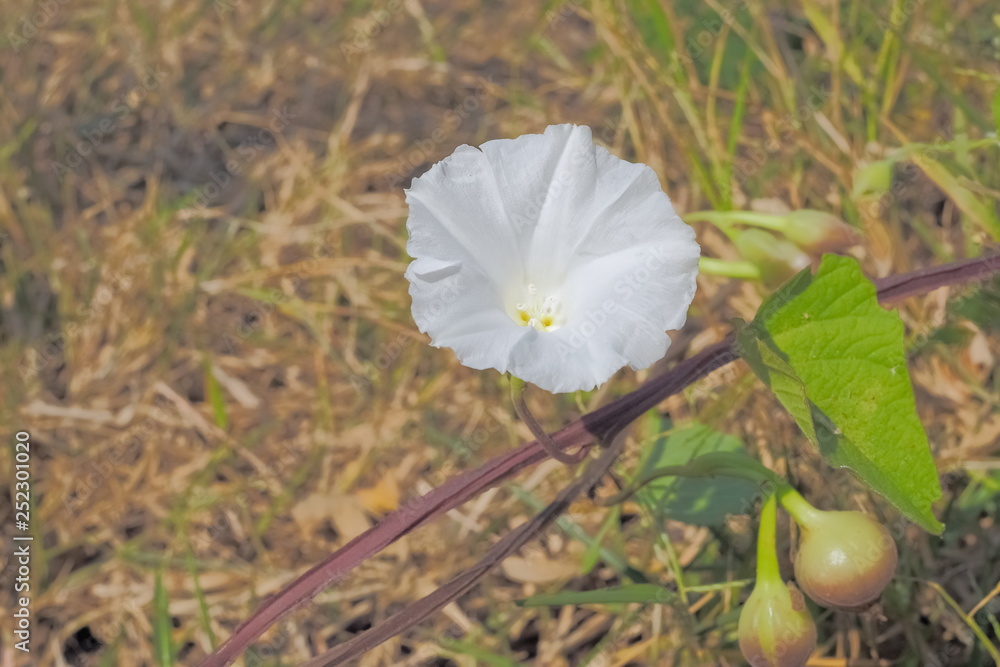Moon flower blossom with green nature blurred background known as ...