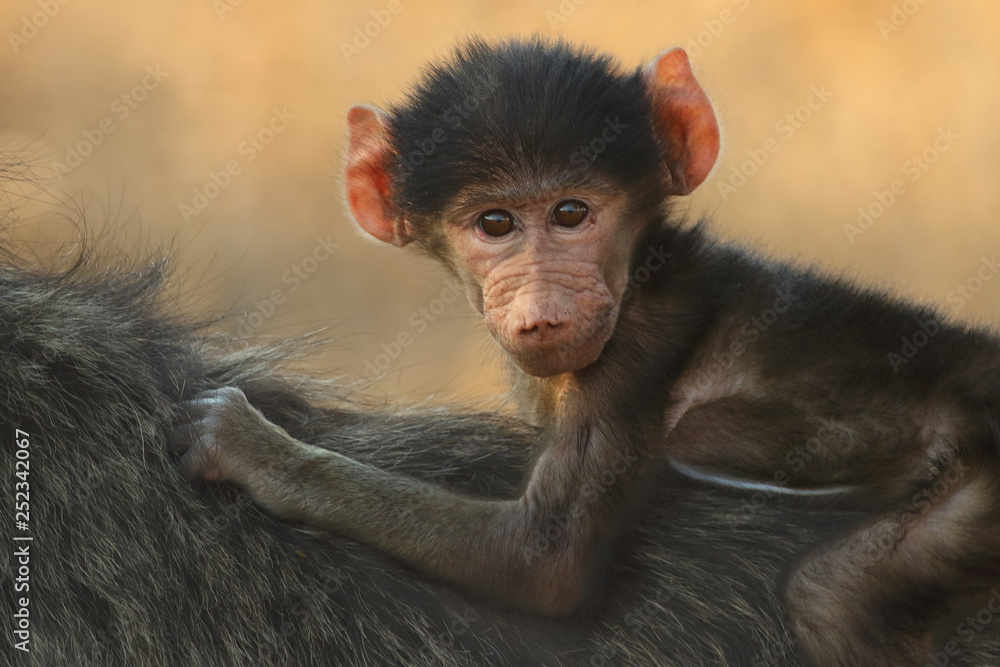 Baby chacma baboon (Papio ursinus) is siiting on the back of its mother ...