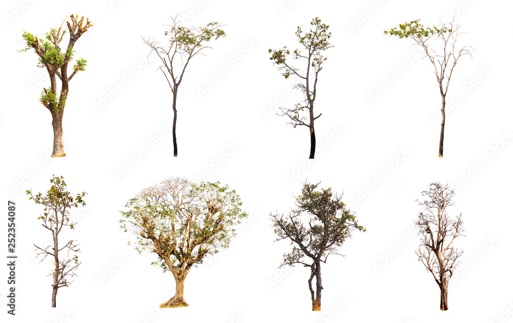 Dying trees isolated on white background, The collection of trees ...