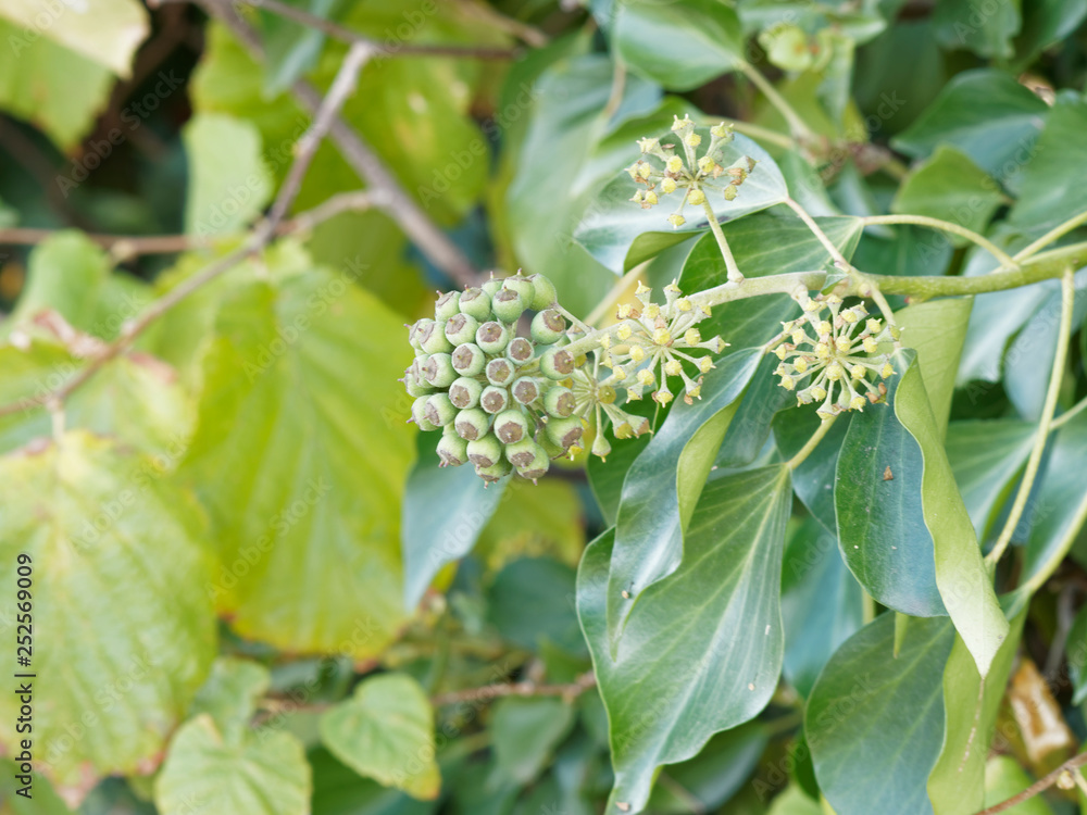 Hedera helix - feuillage vert et ombelles de fleurs jaunâtre et fruits ...