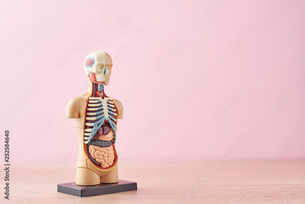 Anatomical model of human body with internal organs on a pink ...