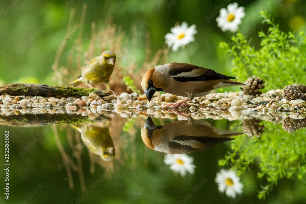 .Hawfinch and green finch sitting on lichen shore of water pond in forest with beautiful bokeh ...