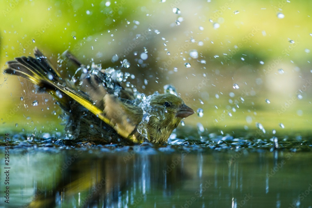 Green finch having bath in forest pond with clear bokeh background and ...