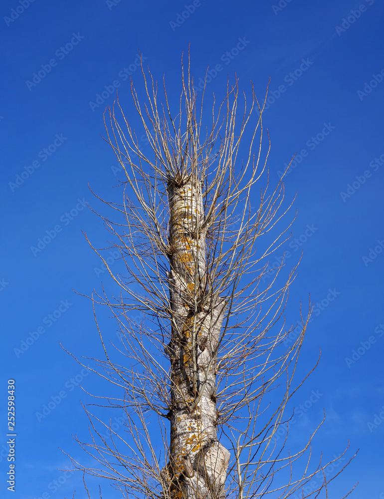One old poplar tree (Populus) after total pruning has produced a new ...