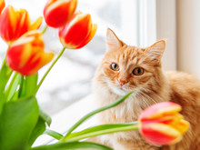 Cat With Tulips Free Stock Photo - Public Domain Pictures