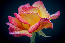 Deep Yellow Rose Free Stock Photo - Public Domain Pictures
