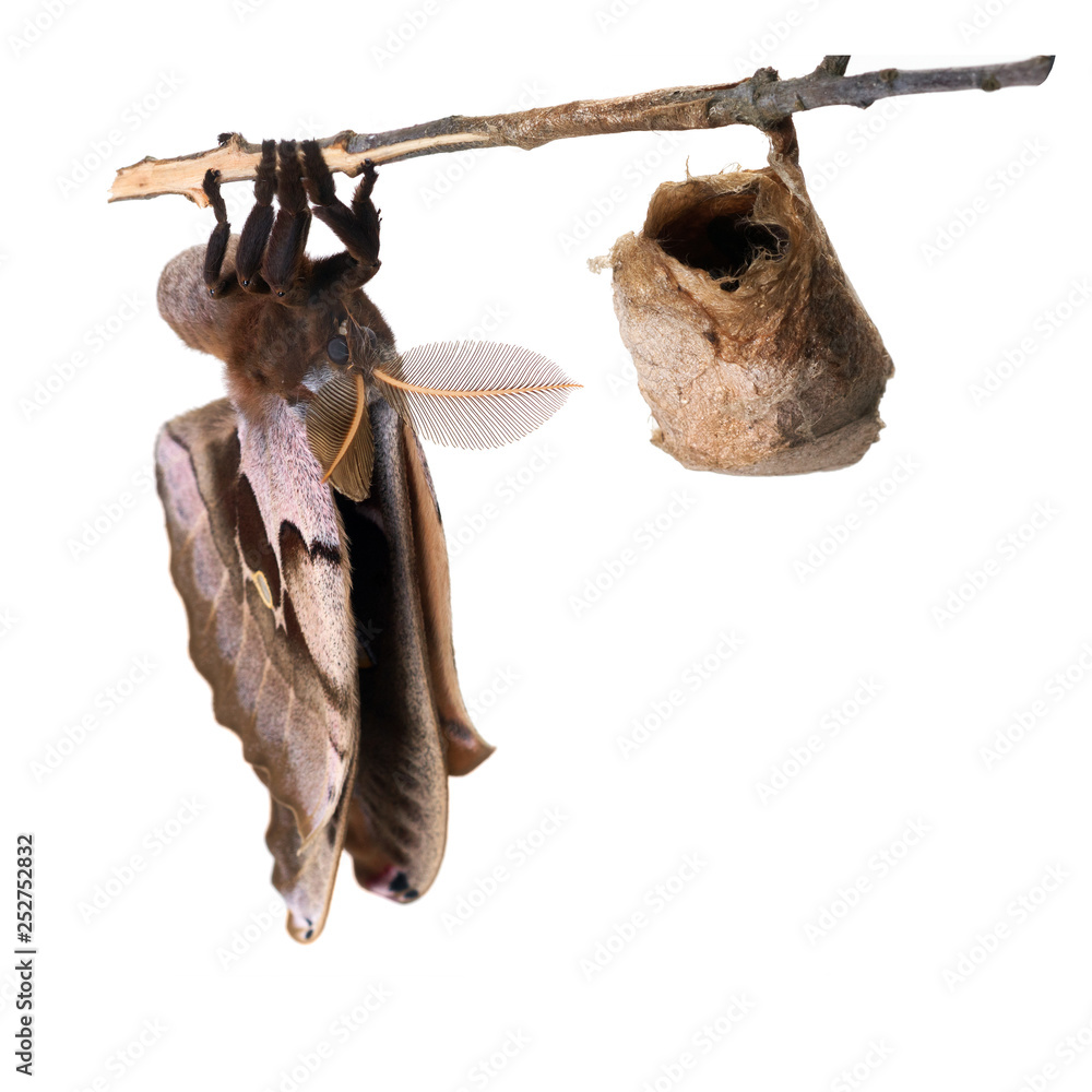 Antheraea polyphemus, the Polyphemus moth, is a North American member ...