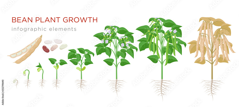 Bean plant growth stages infographic elements in flat design. Planting ...