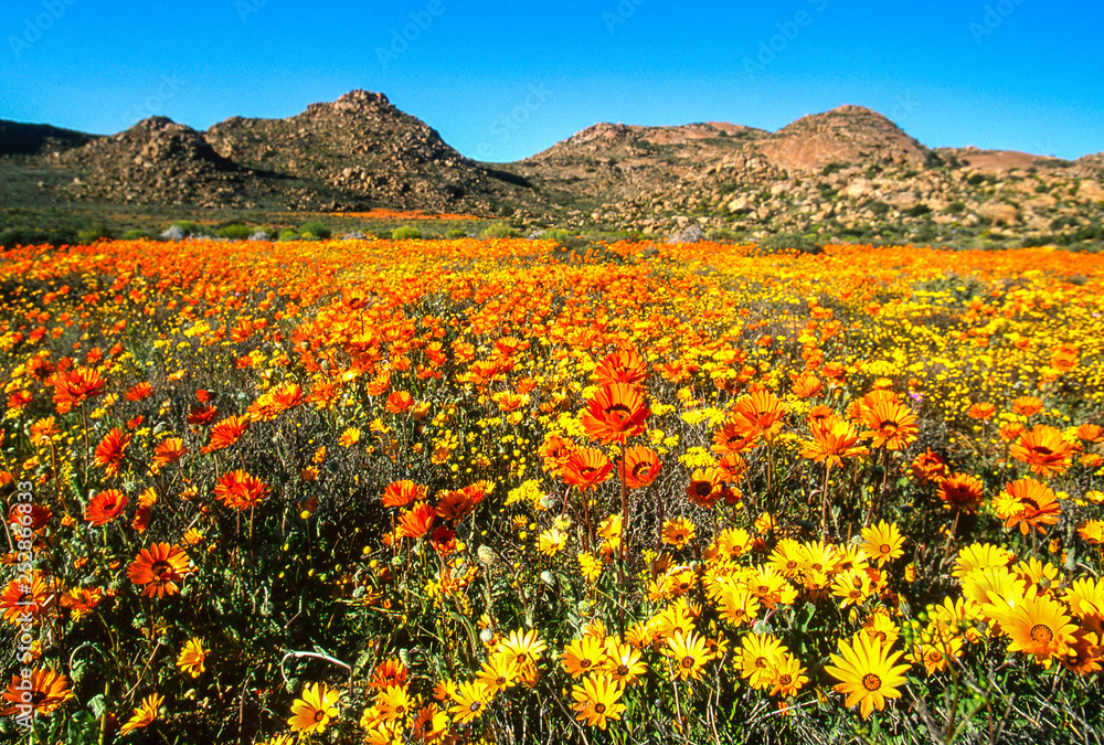 blooming desert in spring of namaqualand, south africa Stock Photo ...