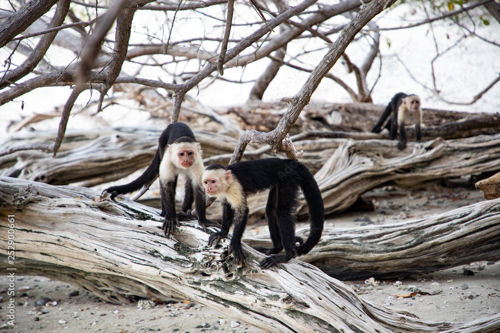 the white faced capuchin, also known as the white headed capuchin is a ...