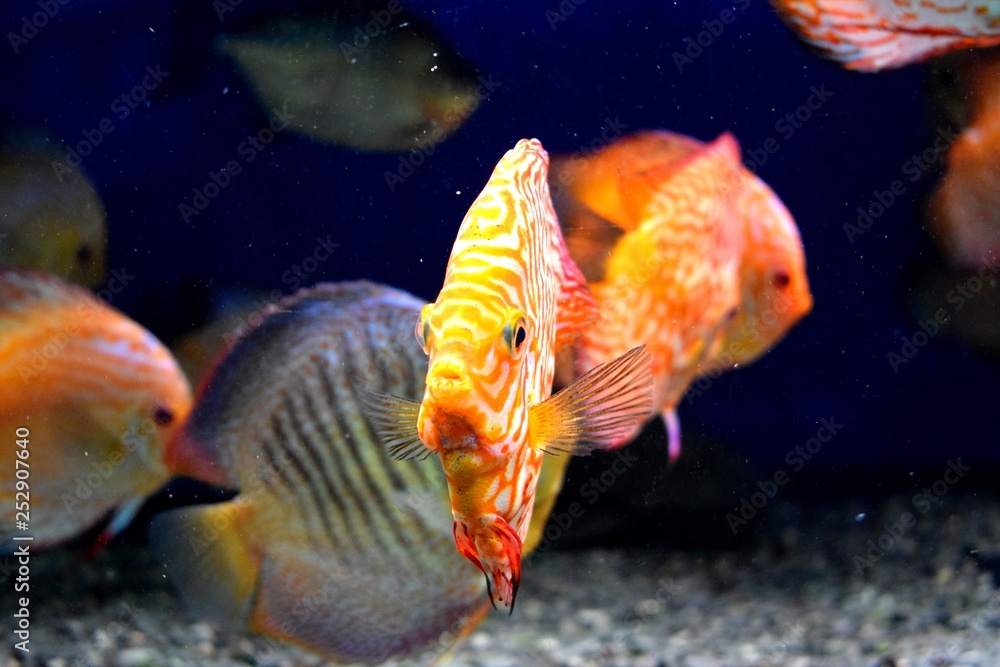 Foto de Stock Symphysodon have a laterally compressed body shape ...