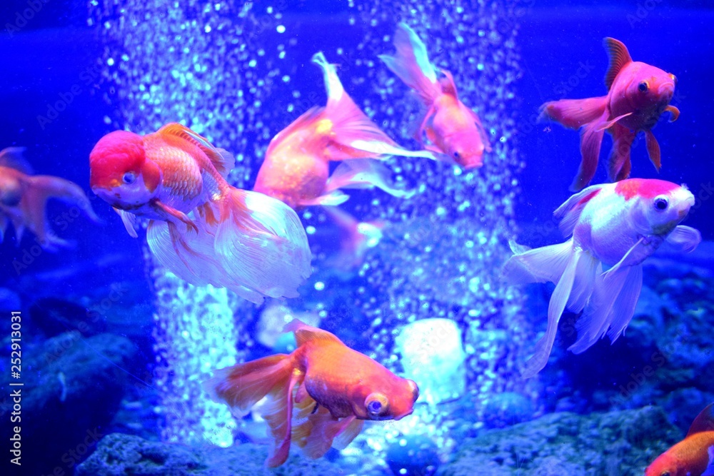 The goldfish (Carassius auratus) is a freshwater fish in the family ...