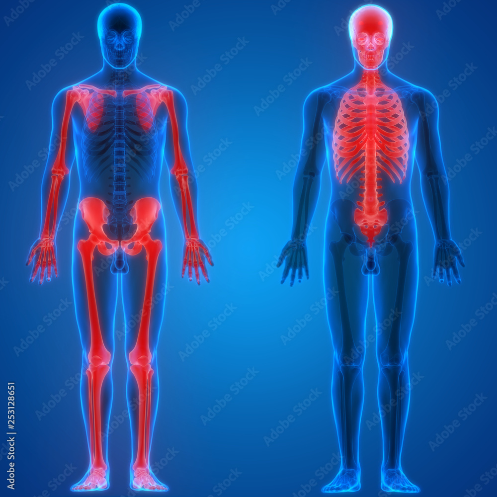 Human Skeleton System Appendicular and Axial Skeleton Anatomy Stock ...