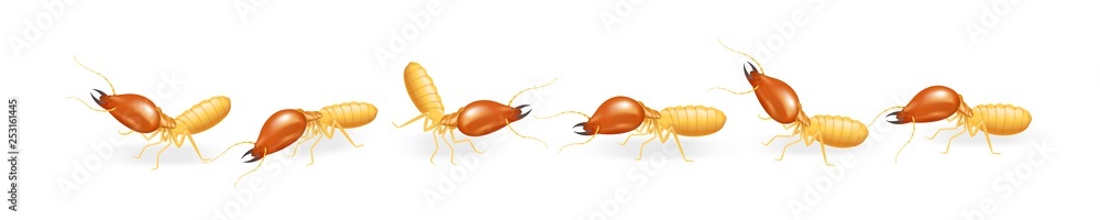 illustration termites walking in line isolated on white background ...