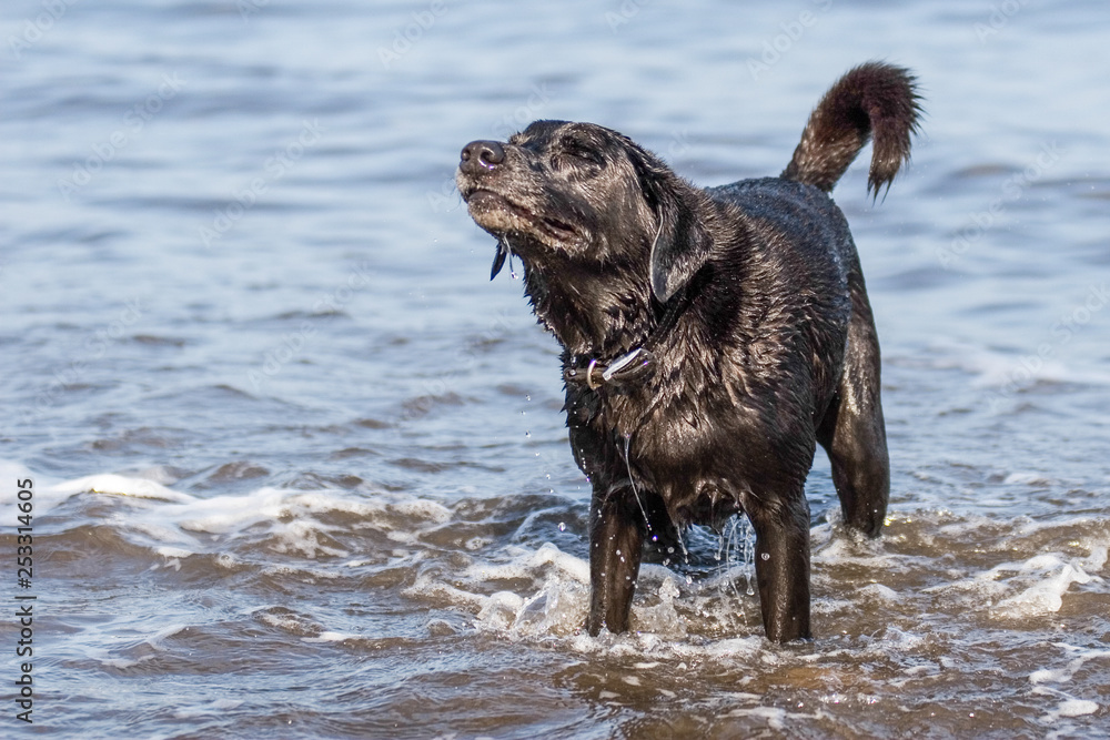 Happy black Labrador dog sniffing the air while stood in the sea with ...