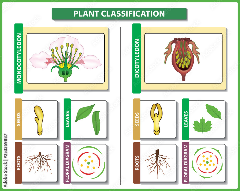 Plant classification. Monocots vs Dicots - difference and comparison ...