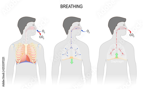 Cycle of breathing, inspiration and expiration. respiratory system ...