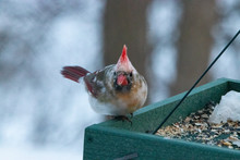 Male Cardinal Bird On Table Free Stock Photo - Public Domain Pictures