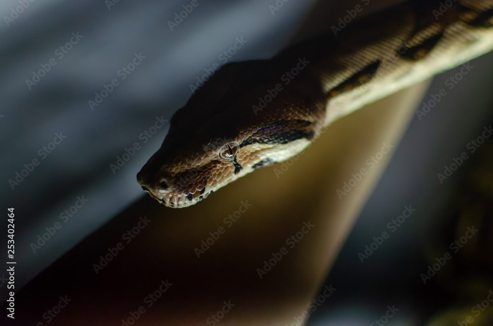 Boa constrictor imperator normal. Exotic animals in the human ...