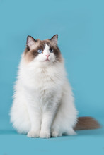 Ragdoll Cat With Green Eyes Free Stock Photo Public Domain Pictures