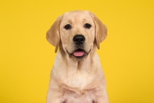 Yellow Lab Portrait Free Stock Photo - Public Domain Pictures