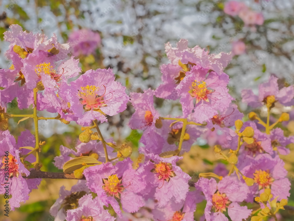 Beautiful Queen's Flower or Inthanin flower in Thailand blossom on tree ...