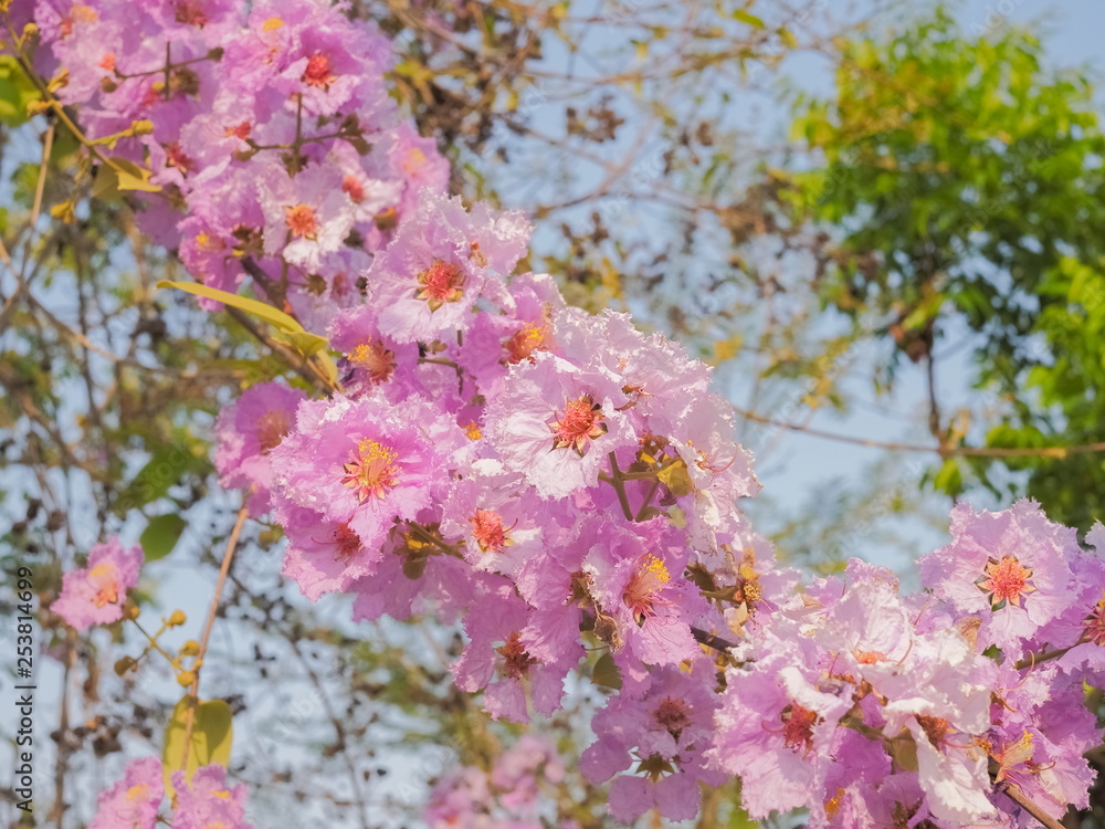 Beautiful Queen's Flower or Inthanin flower in Thailand blossom on tree ...