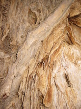 Paperbark Thorn Tree And Lens Flare Free Stock Photo - Public Domain ...