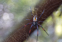 Large Spider Web High Up In Trees Free Stock Photo - Public Domain Pictures