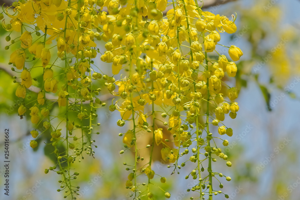 Beautiful Cassia fistula (Golden shower tree) blossom blooming on tree with nature blurred ...