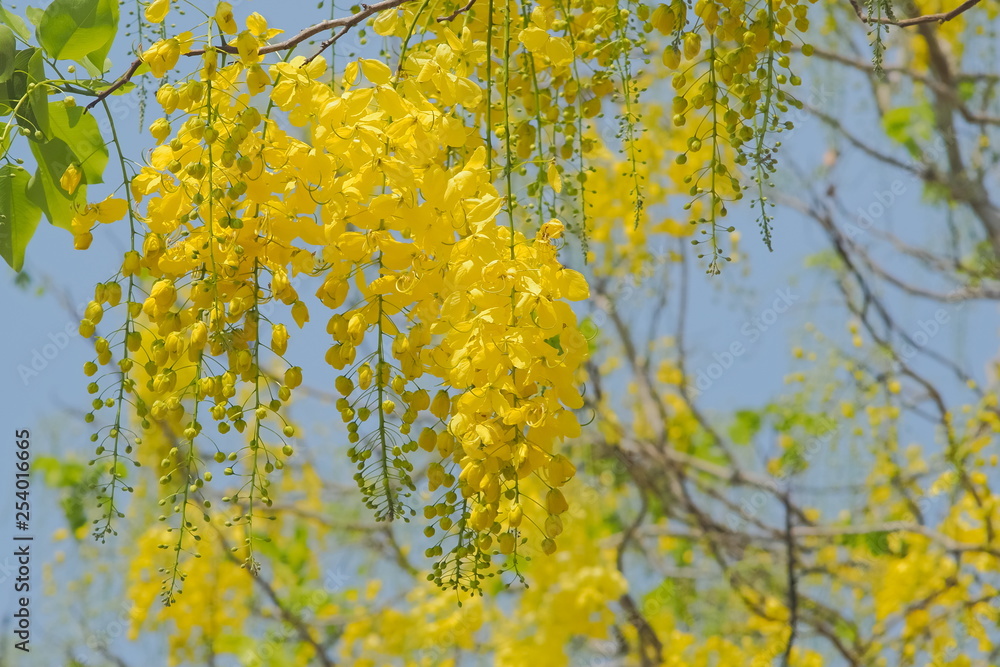 Beautiful Cassia fistula (Golden shower tree) blossom blooming on tree with nature blurred ...
