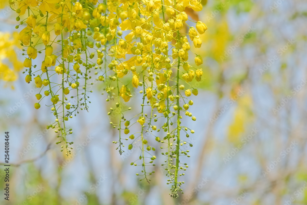 Beautiful Cassia fistula (Golden shower tree) blossom blooming on tree with nature blurred ...