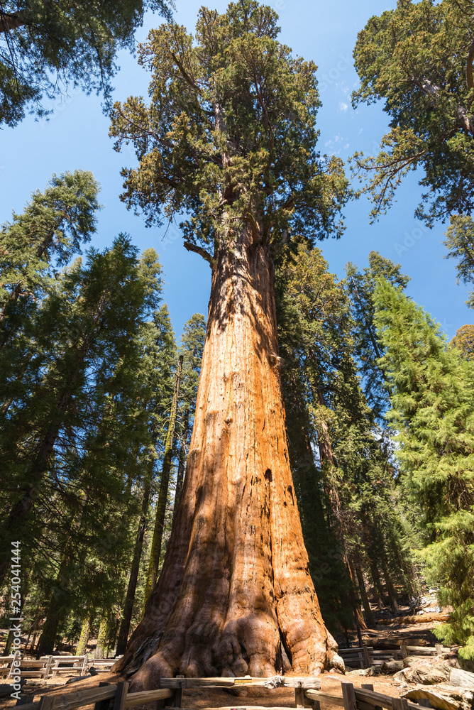 General Sherman tree which is the largest tree in the world in Giant ...