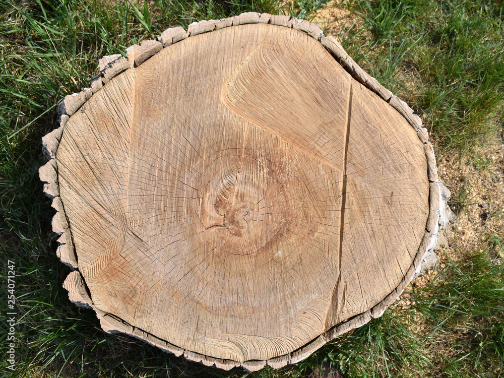 Fresh cut of a tree, stump from a poplar the top view. Cutting down ...