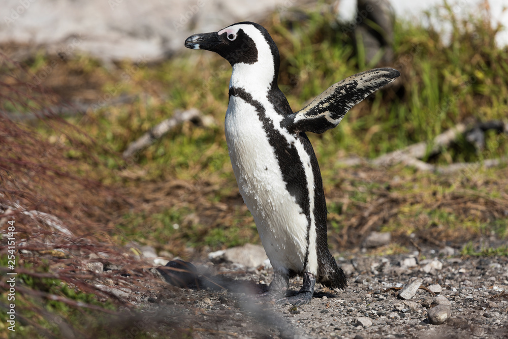 African Penguins at Stony Point Nature Reserve in Bettys Bay, close to ...