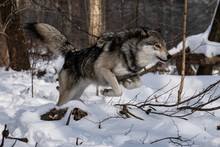 Running Wolf Free Stock Photo - Public Domain Pictures