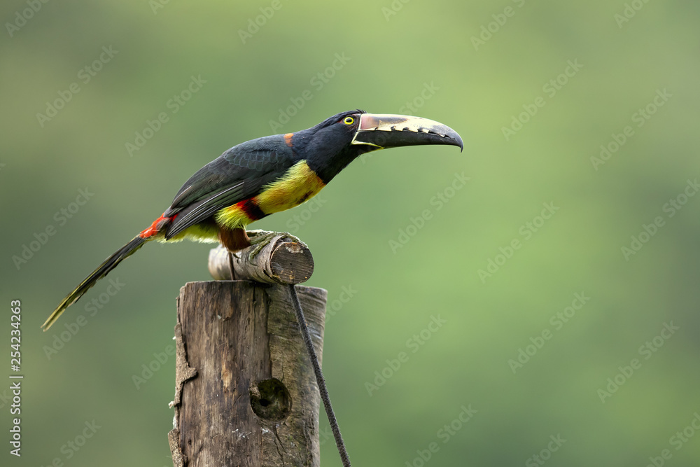 Collared aracari or collared araçari (Pteroglossus torquatus) is a ...