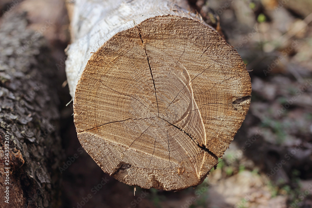 Wood log cross section cut markings Stock Photo | Adobe Stock