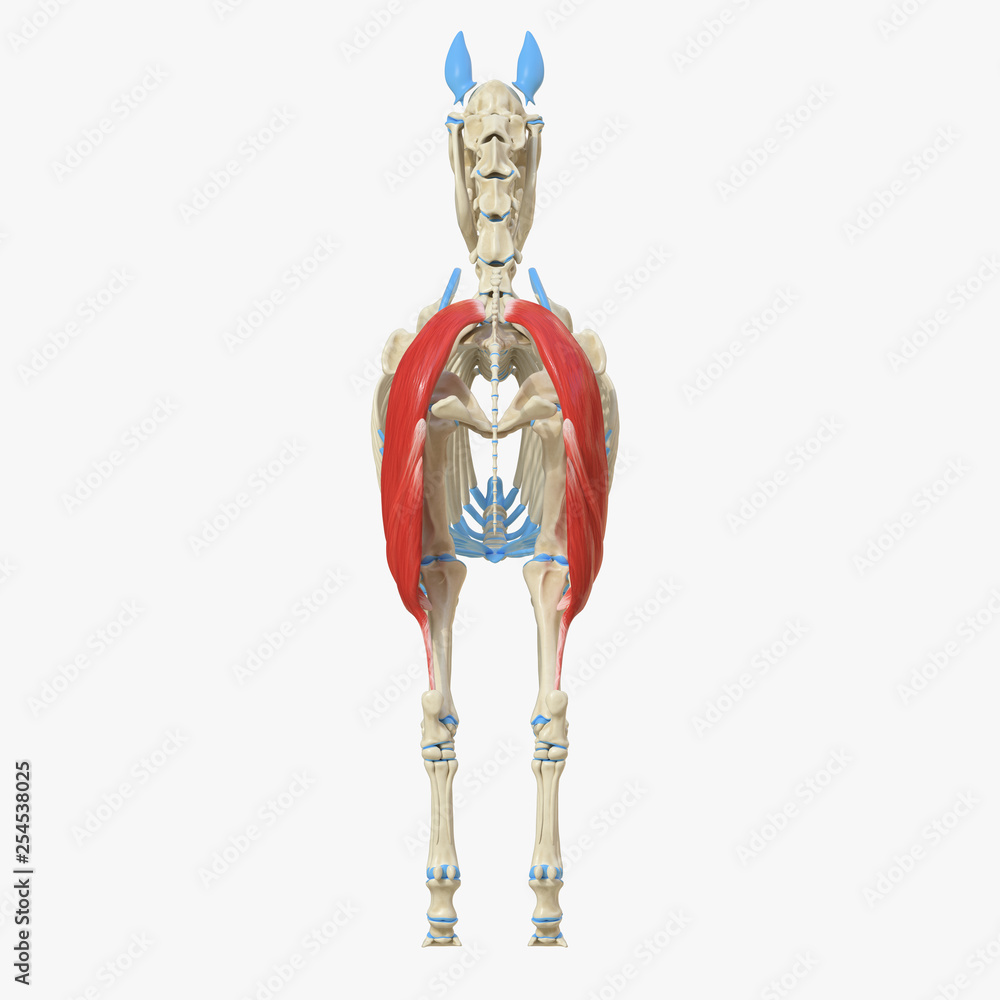 3d rendered medically accurate illustration of the equine muscle ...