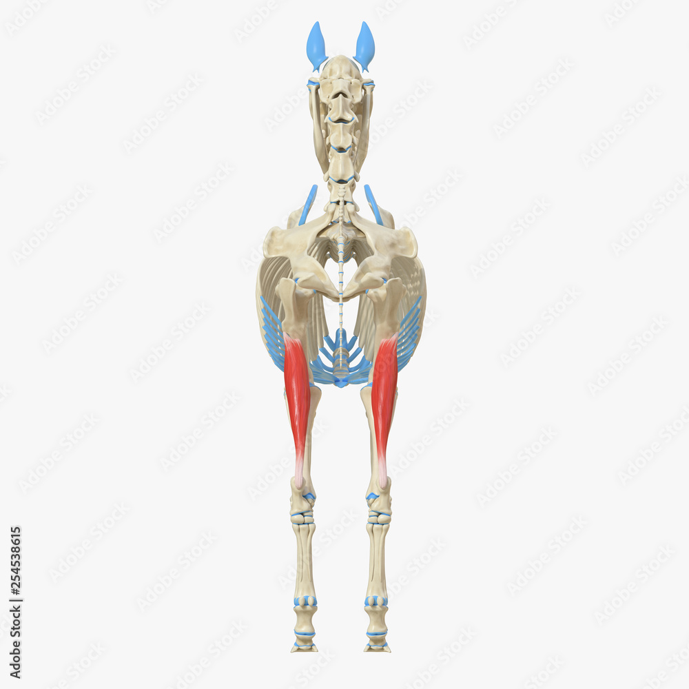 3d rendered medically accurate illustration of the equine muscle ...