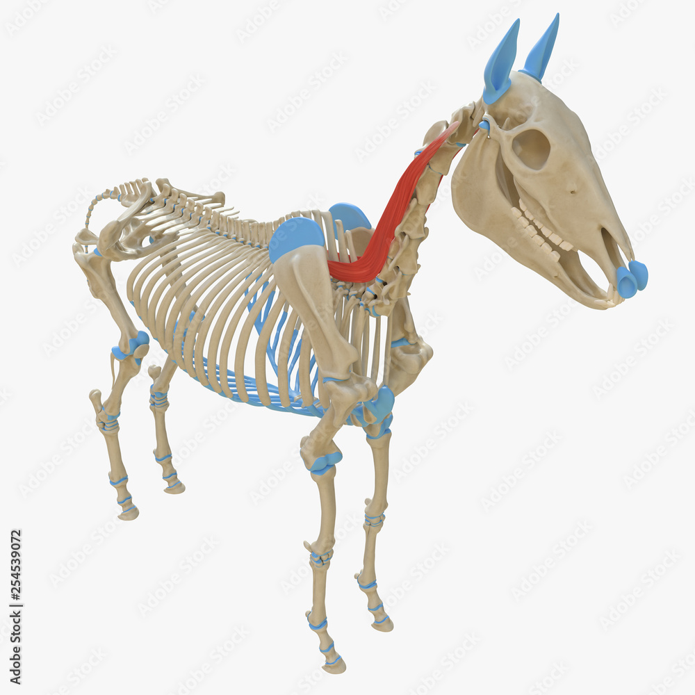 3d rendered medically accurate illustration of the equine muscle ...