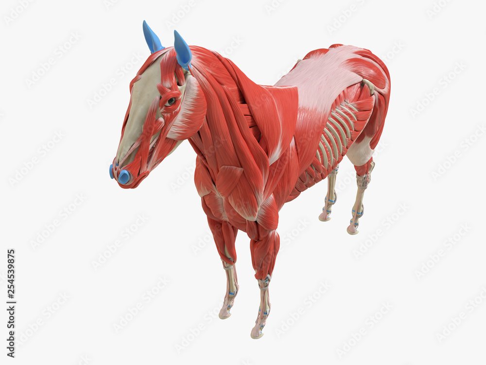3d rendered medically accurate illustration of the equine muscle ...