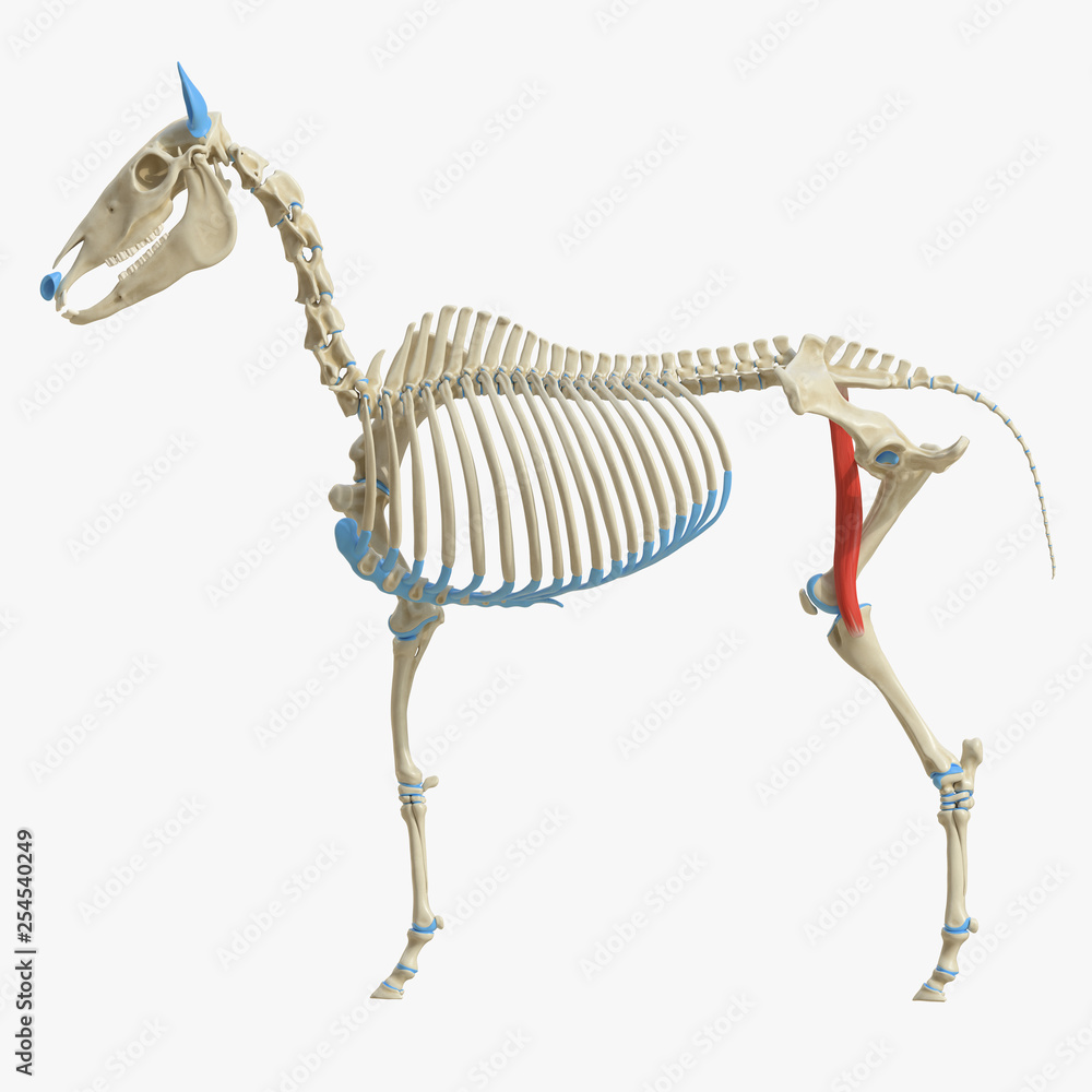 3d rendered medically accurate illustration of the equine muscle ...