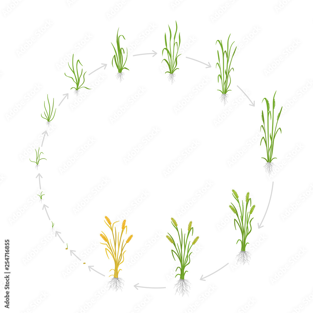 Circular life cycle of rye grain. Growth stages of Rye plant. Cereal ...