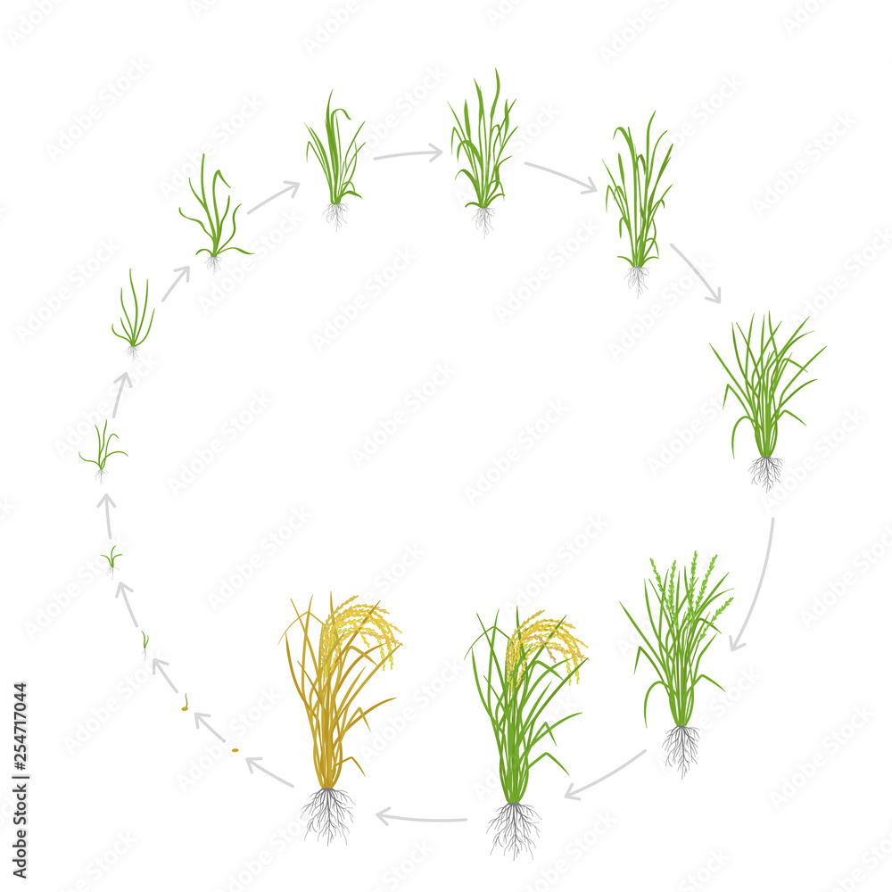 Стоковий вектор Circular life cycle of rice. Growth stages of rice ...